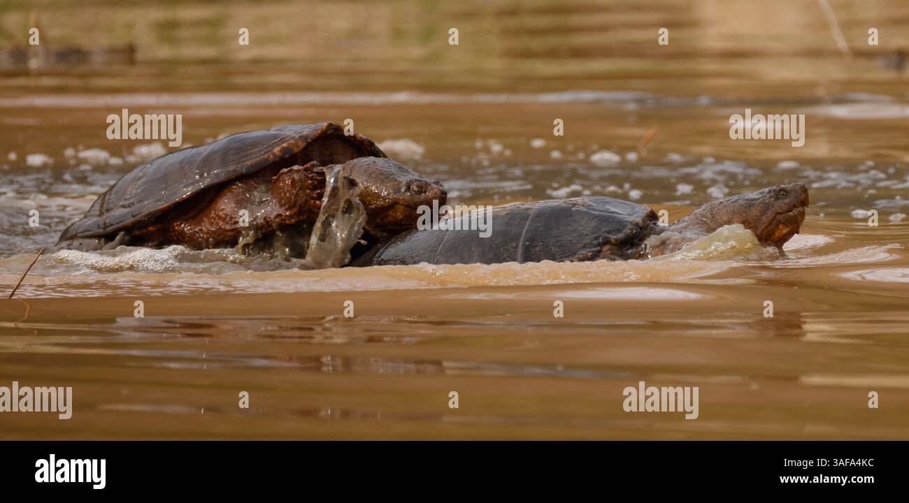 Snapping turtles, Chelydra serpentina, mating, Maryland Stock Photo - Alamy