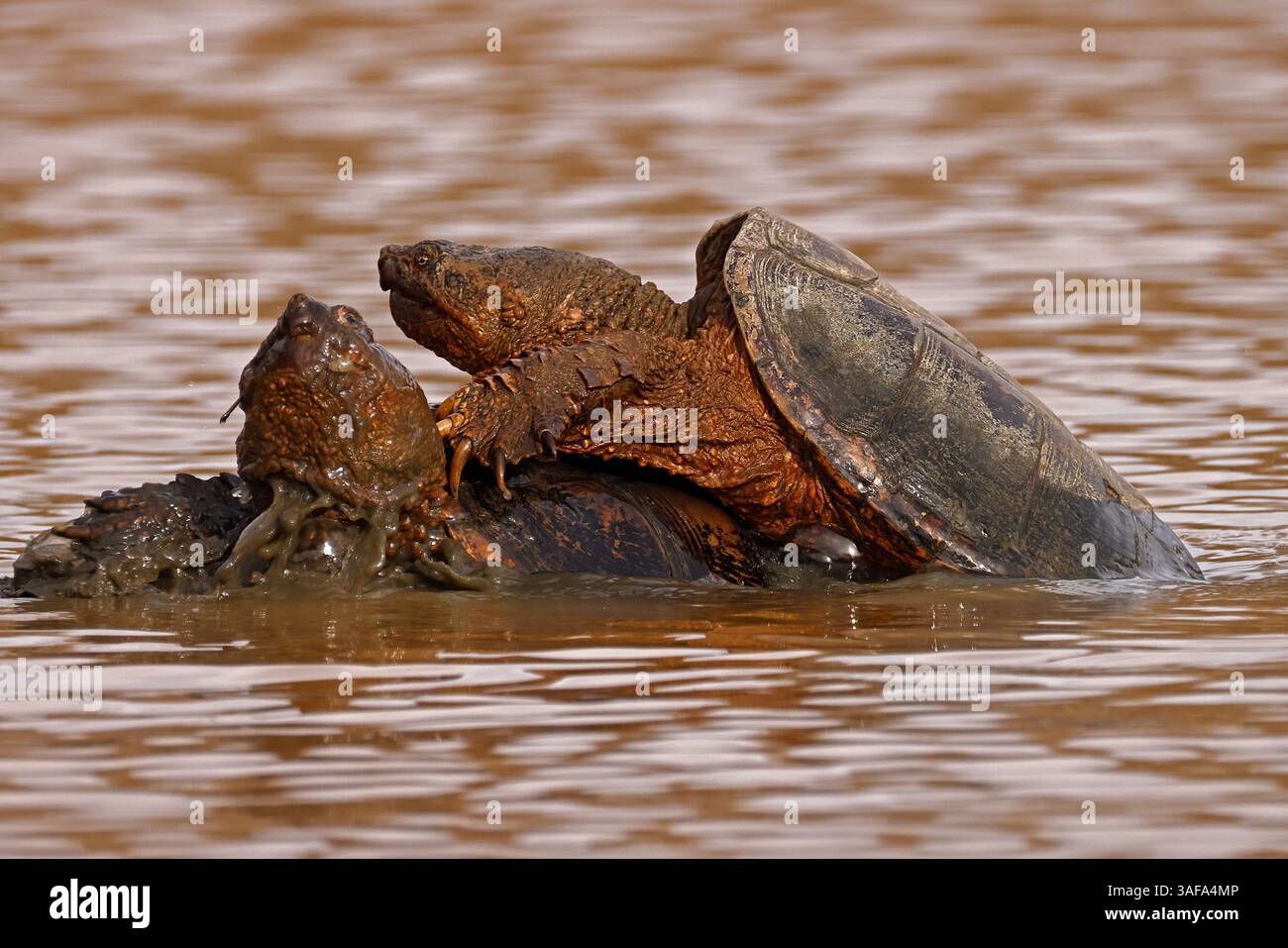 Snapping turtles, Chelydra serpentina, mating, Maryland Stock Photo - Alamy