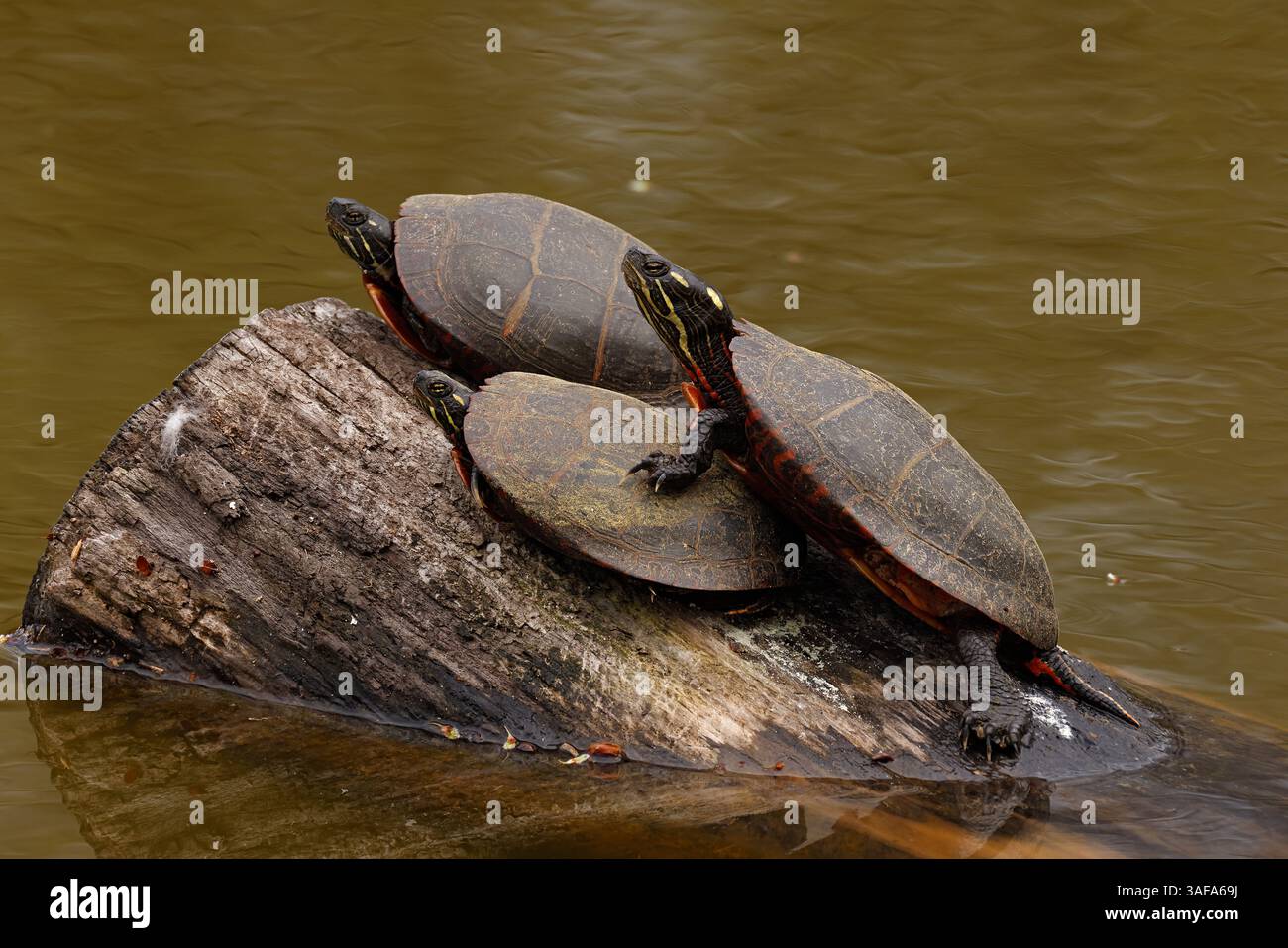 Painted turtles, Chrysemys scripta, basking on log, Maryland Stock ...