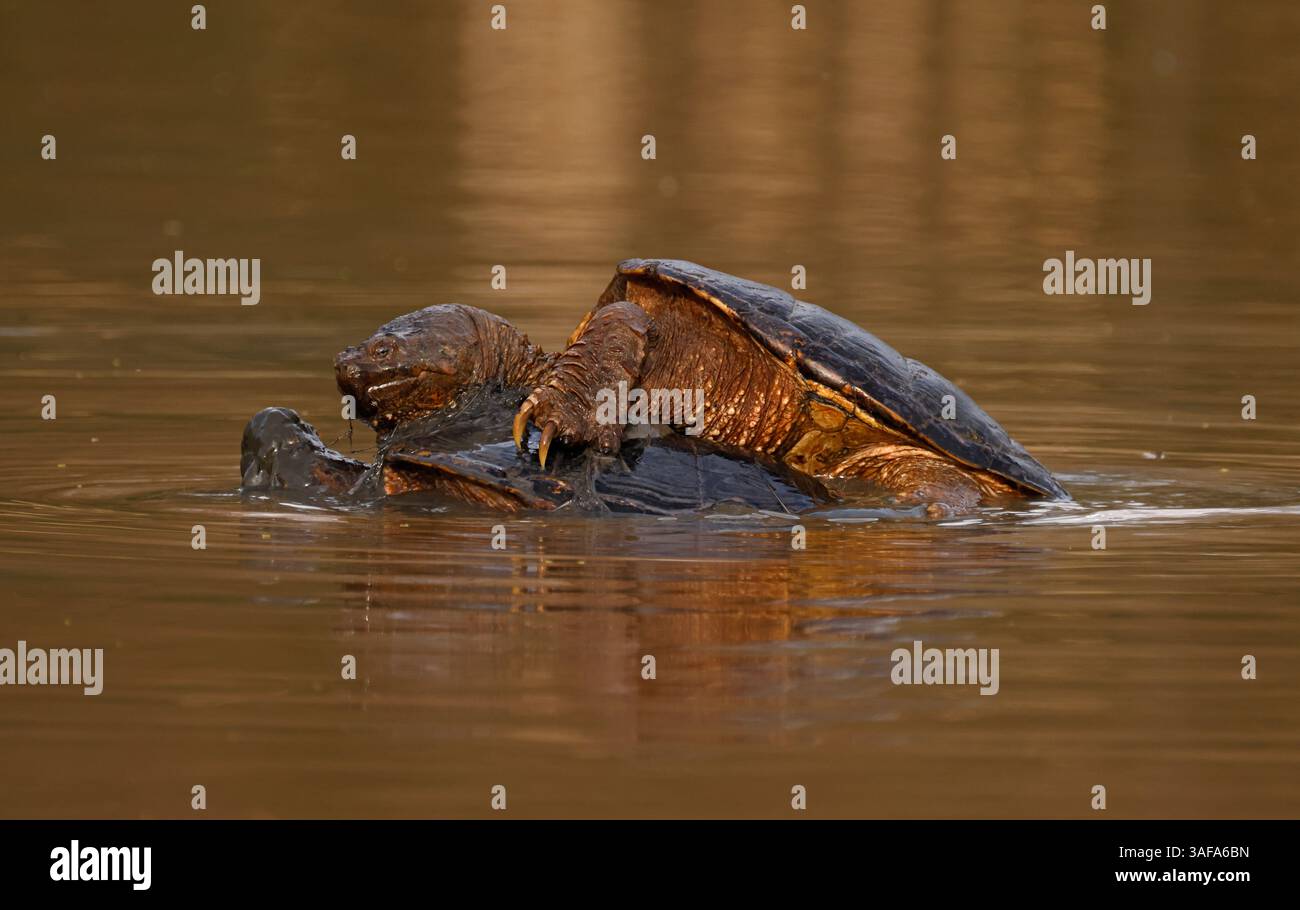 Snapping turtles, Chelydra serpentina, mating, Maryland Stock Photo - Alamy