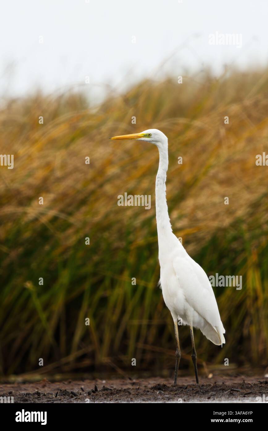 Great egret (Ardea alba) standing tall in the wetlands Stock Photo - Alamy
