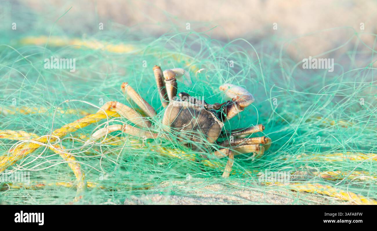 Dead crab caught in a fishing net on the beach of Goa, Arabian Sea ...