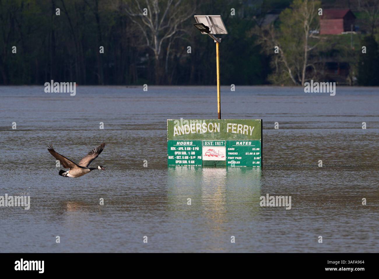 A Canada goose flies along the rising Ohio River at the flooded ...