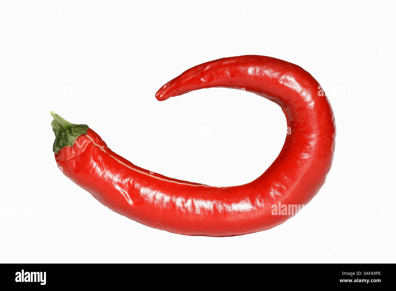 Chili Pepper (Capsicum frutescens) against white background | Chili ...