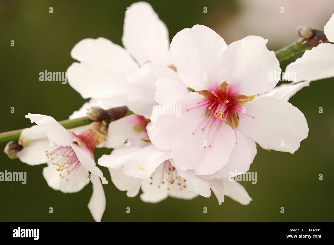 Almond Tree (Prunus dulcis, Prunus amygdalus), blossoms, Germany ...