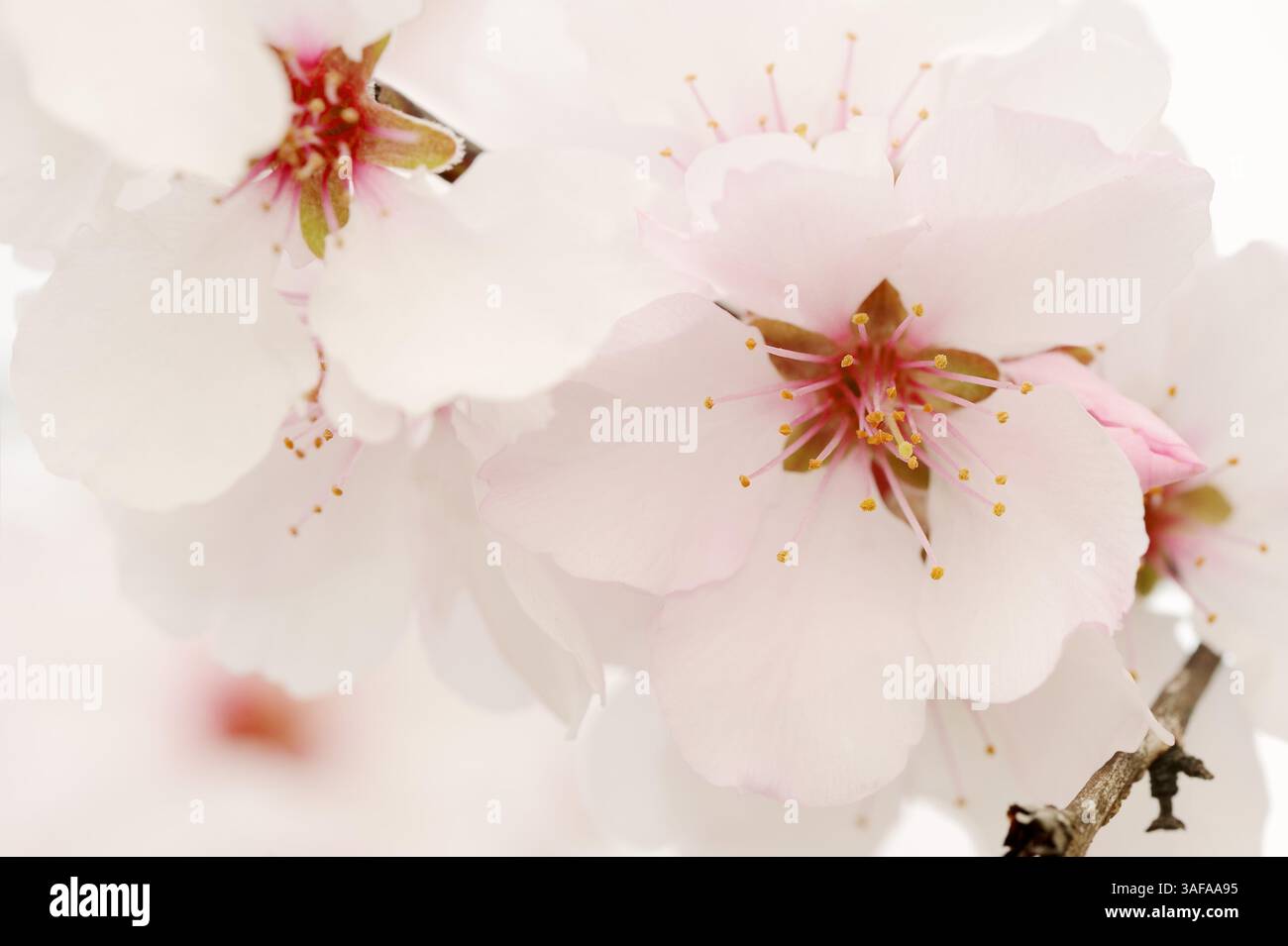 Almond Tree (Prunus dulcis, Prunus amygdalus), blossom, Germany ...