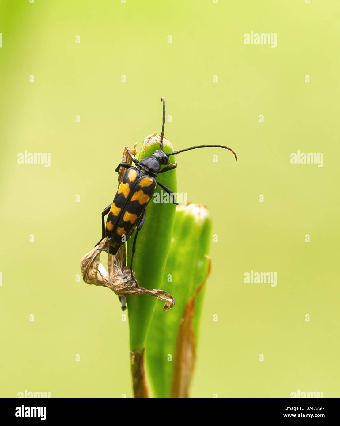 Longhorn beetle (Leptura quadrifasciata) on a plant Stock Photo - Alamy