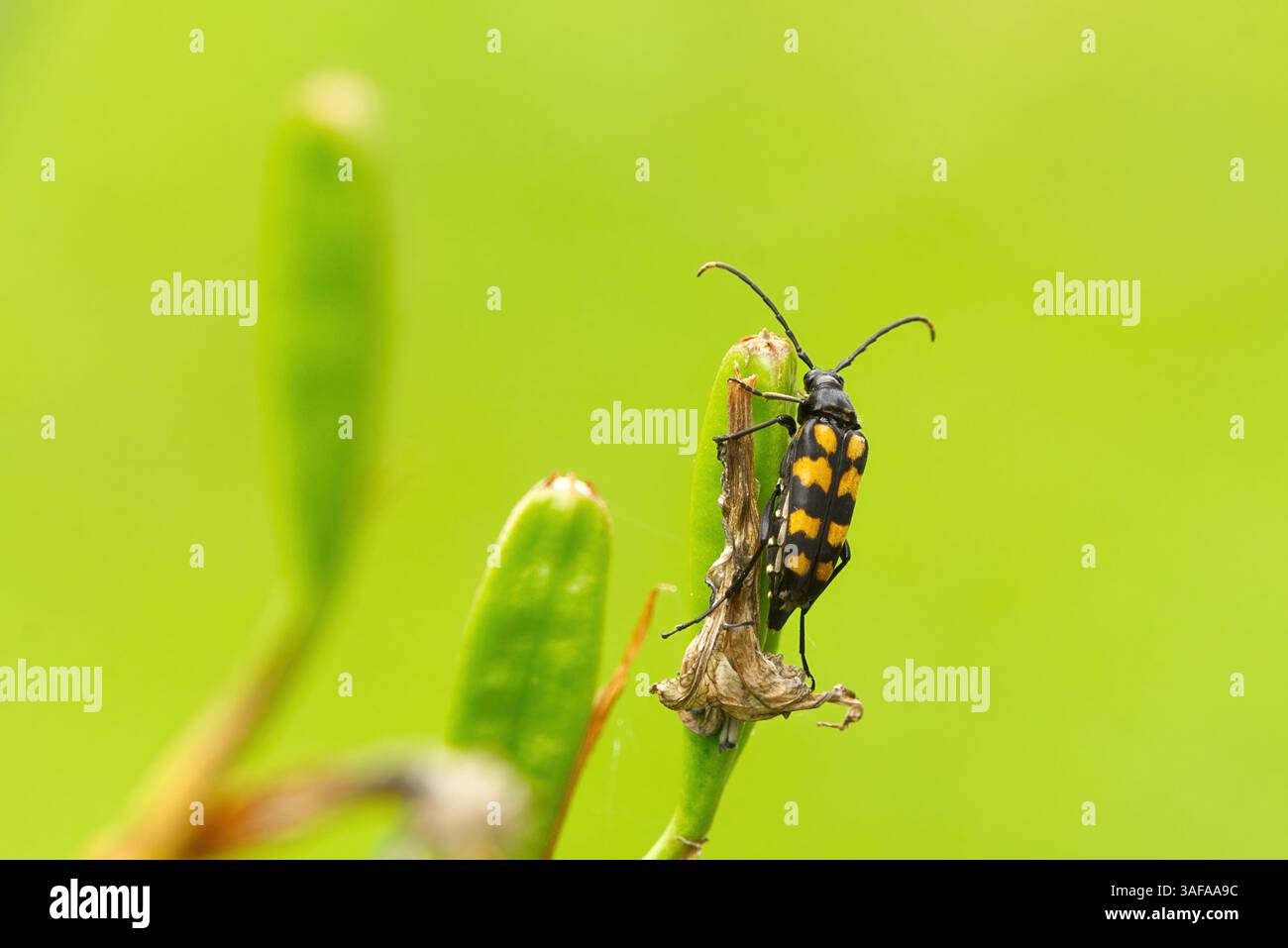 Longhorn beetle (Leptura quadrifasciata) on a plant Stock Photo - Alamy