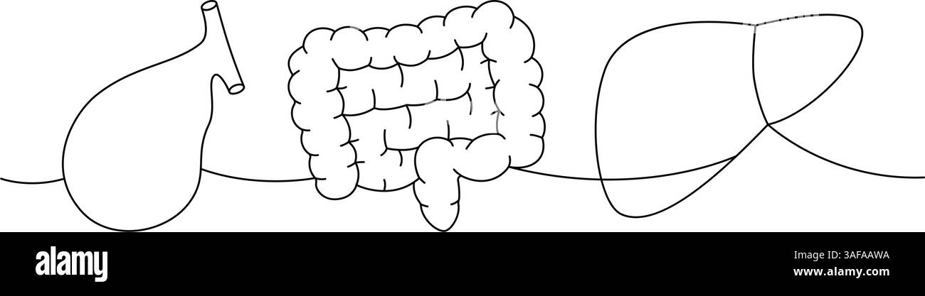 Set of human organ one line continuous drawing. Gallbladder, intestines ...