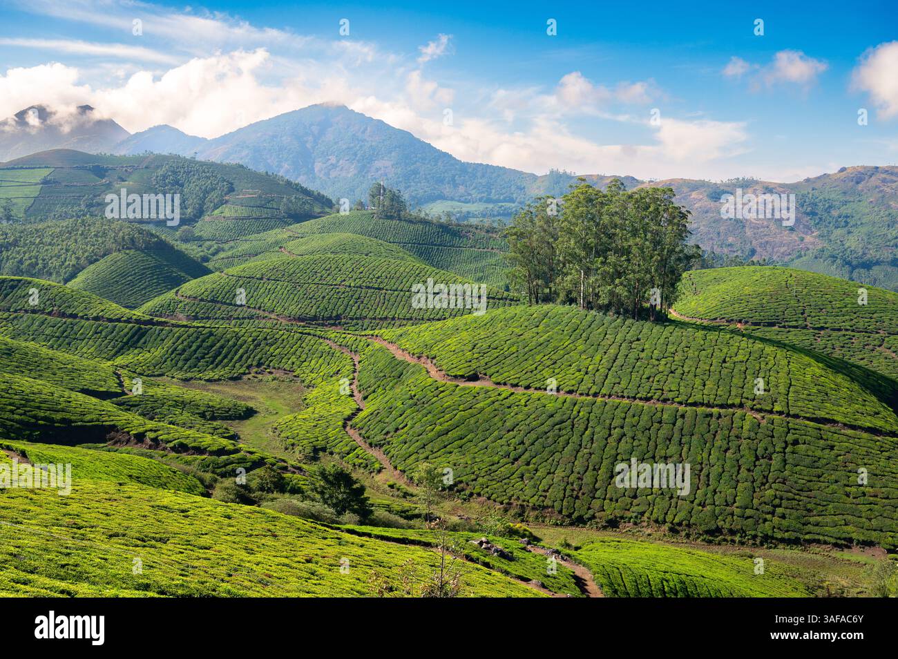 Tea plantation in Munnar, South India, landscape with fields in Kerala ...