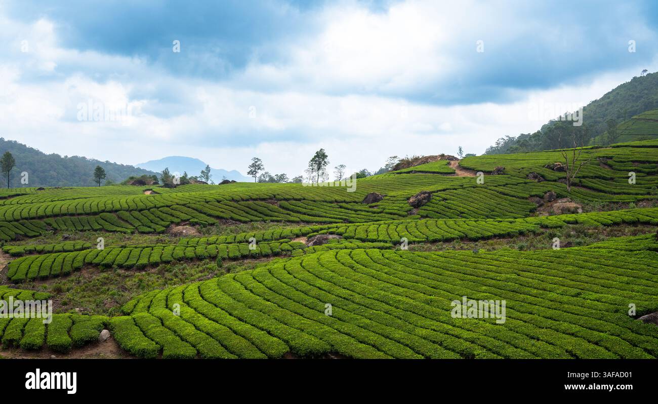 Tea plantation in Munnar, South India, landscape with fields in Kerala ...