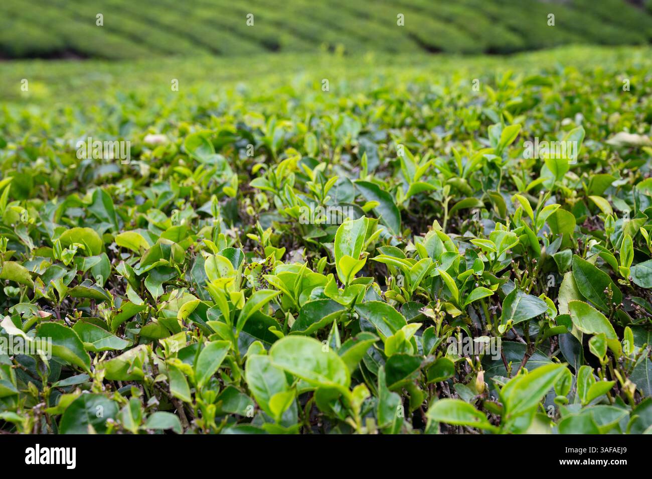 Tea plantation in Munnar, South India, field with plants in Kerala ...