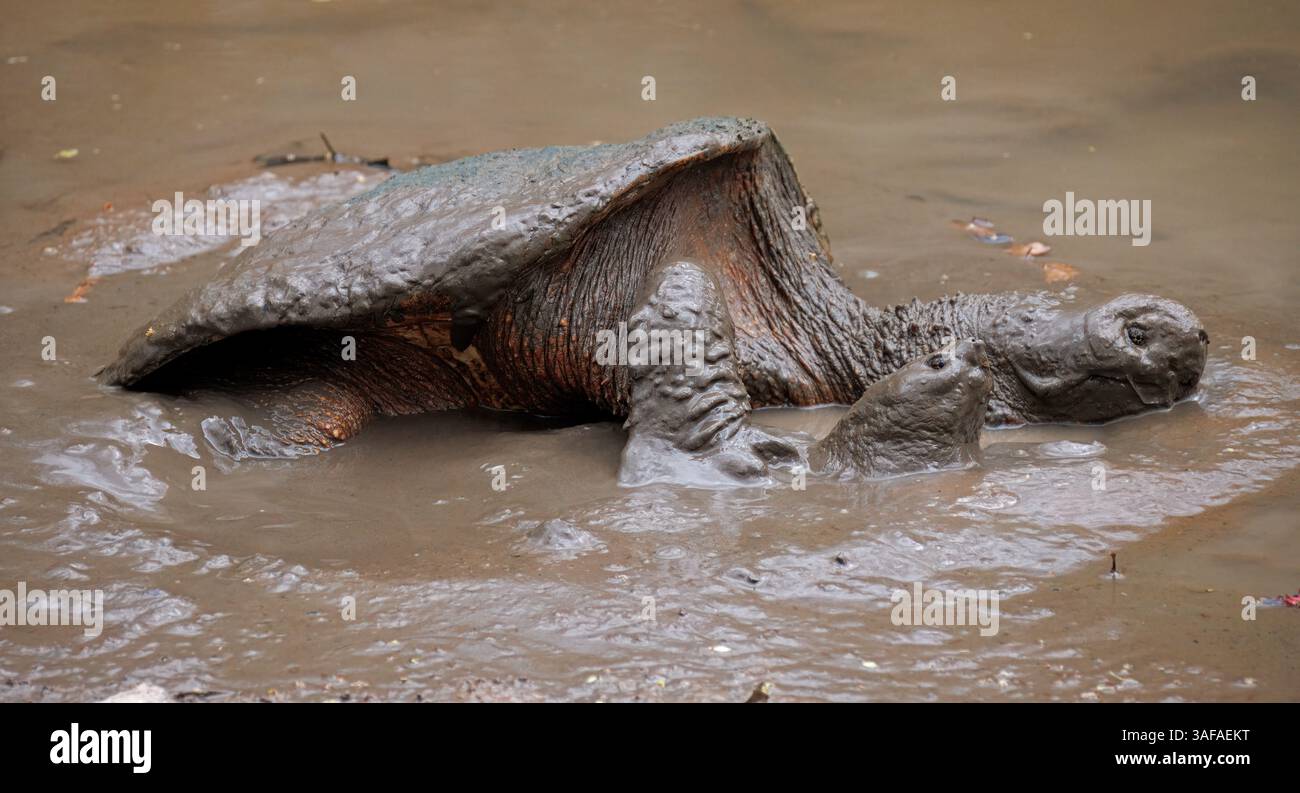 Snapping turtles, Chelydra serpentina, mating, Maryland Stock Photo - Alamy