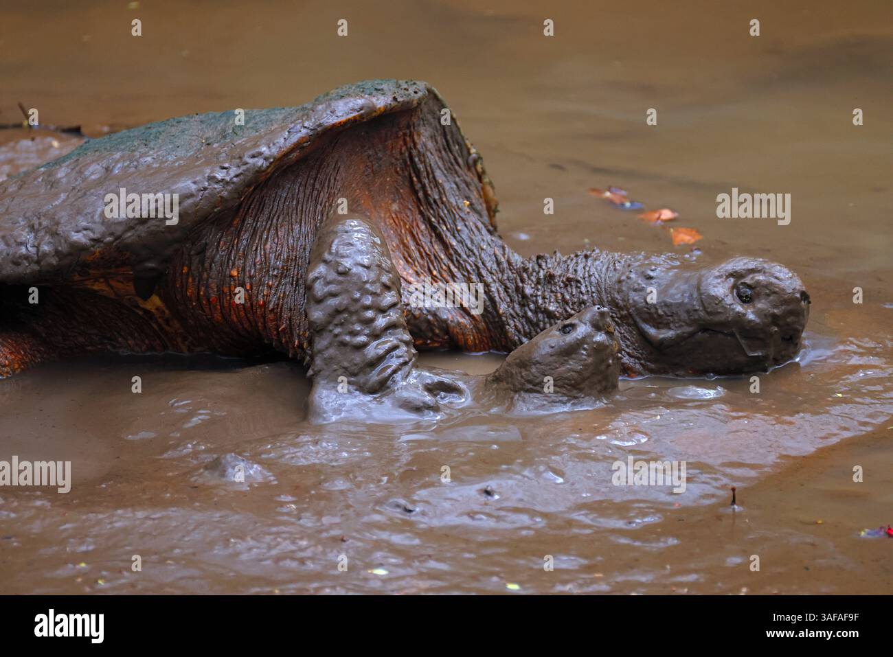 Snapping turtles, Chelydra serpentina, mating, Maryland Stock Photo - Alamy