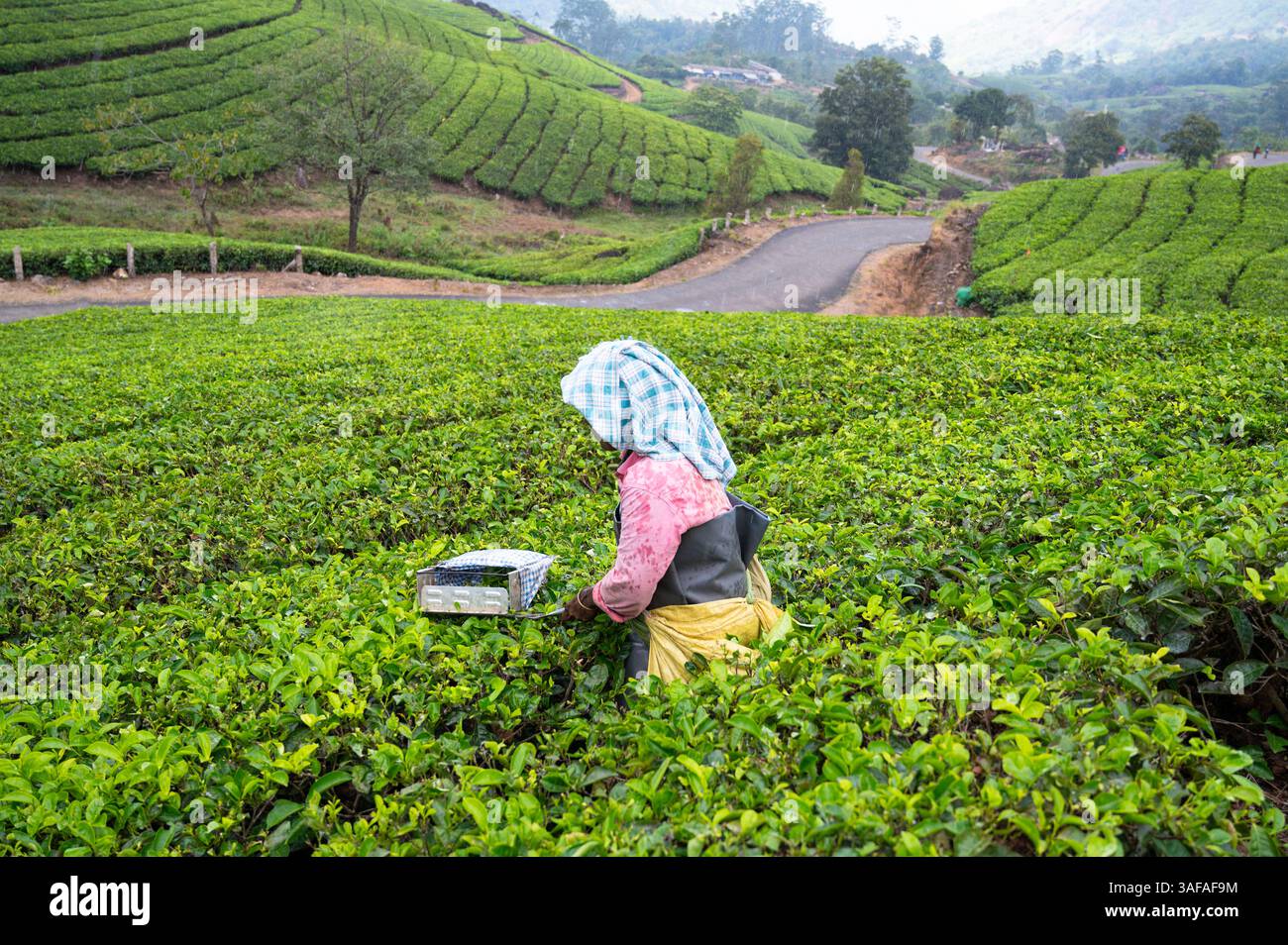 Indian woman with traditional clothes harvesting tea leaves on ...