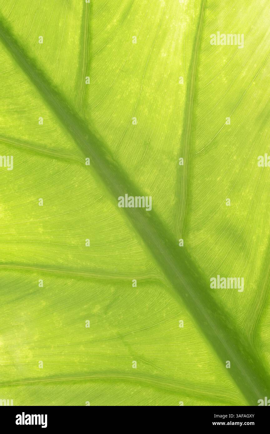 Giant Aquatic Arrowhead (Typhonodorum lindleyanum), leaf detail ...