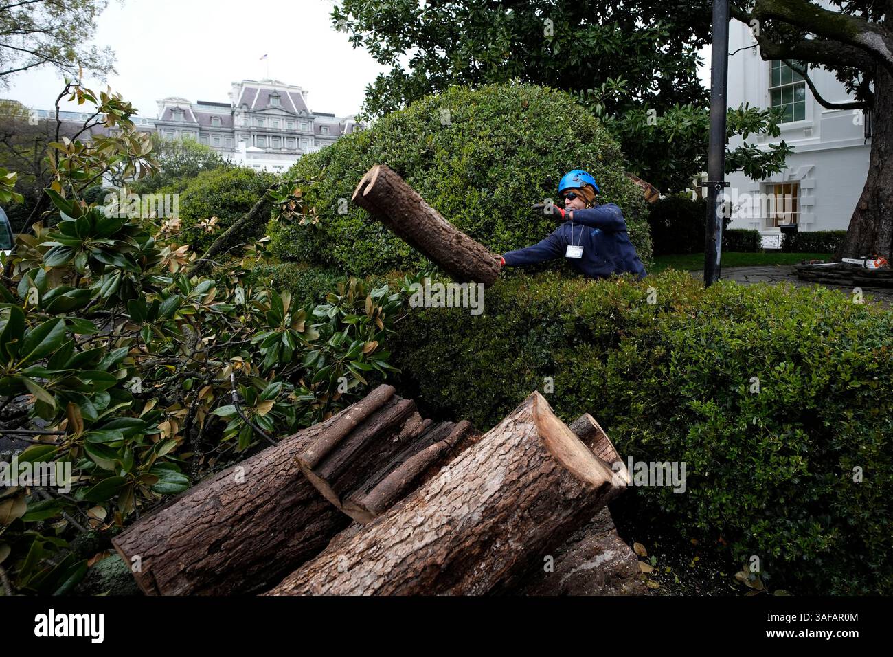 Washington, United States. 07th Apr, 2025. Workers cut down the Andrew ...