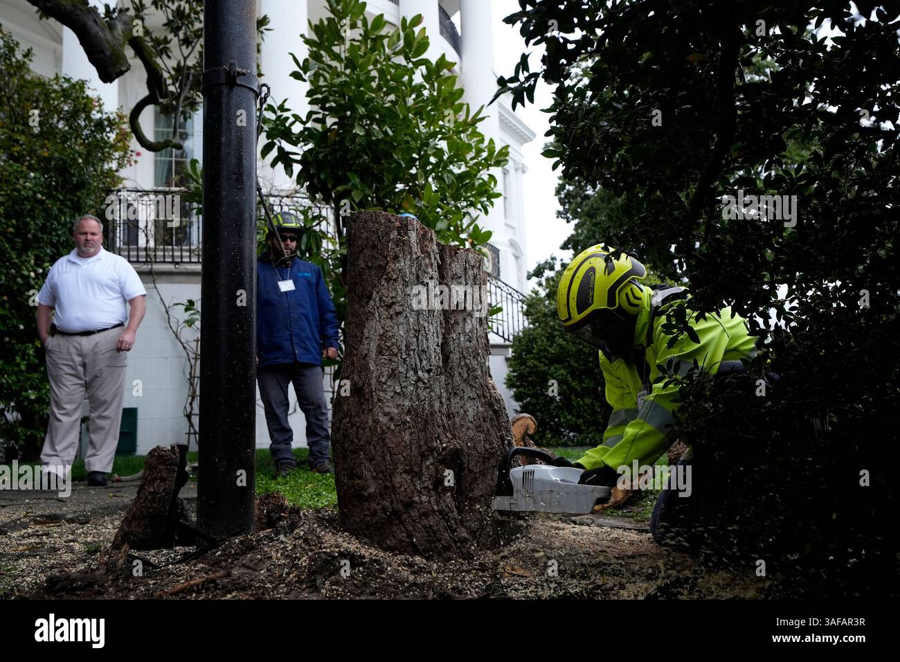Washington, United States. 07th Apr, 2025. Workers cut down the Andrew ...