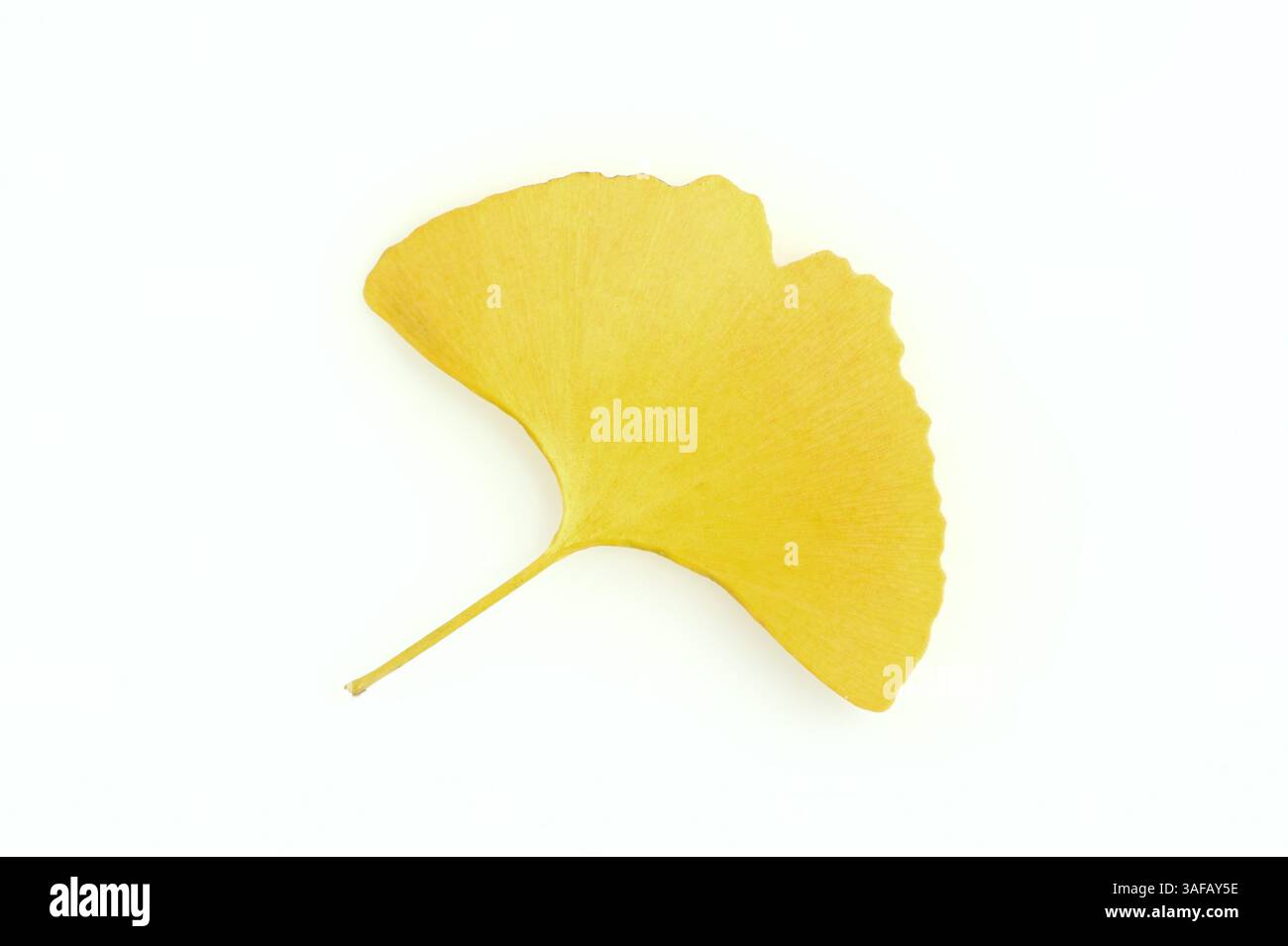 Maidenhair Tree, Ginkgo or Gingko (Ginkgo biloba), leaf on white ...