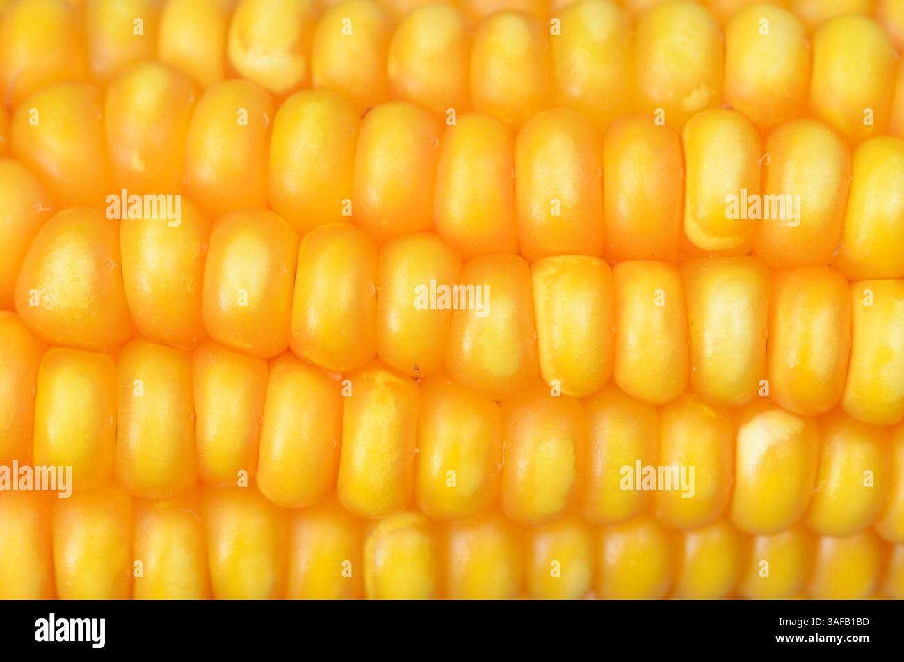 Maize cob or Corncob (Zea mays) | Mais (Zea mays), Maiskolben Stock ...