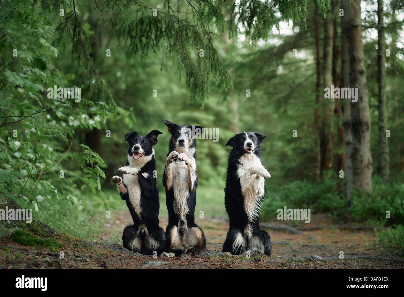 Dynamic poses add hi-res stock photography and images - Alamy