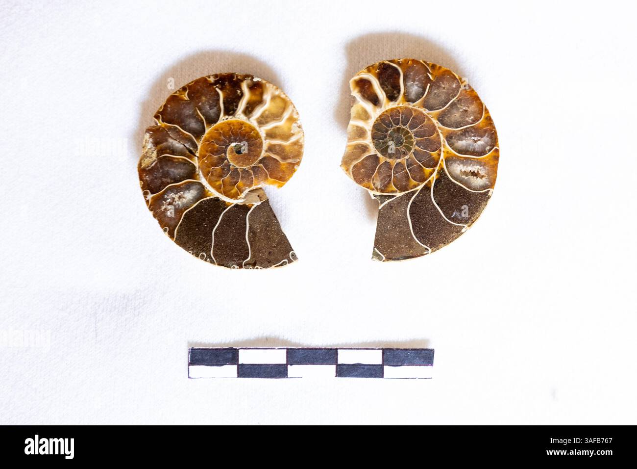 An ammonite fossil, cut in two halves to show its gas chambers a spiral ...
