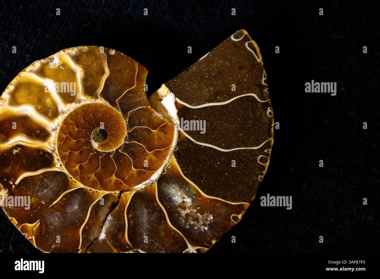 Close-up of halve of an Ammonite fossil, showing its tight spiral ...