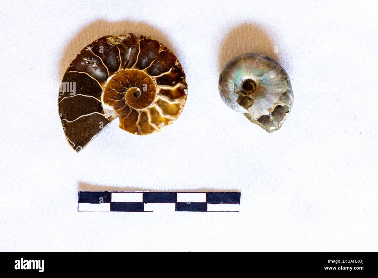 Two ammonite fossils, one halves and the other still complete, against ...