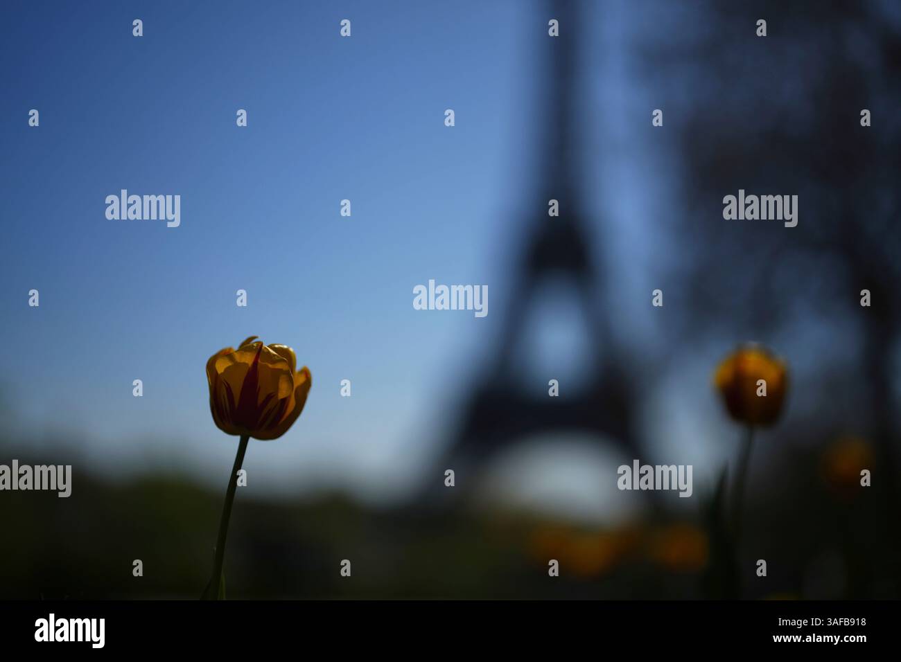 Tulips blossom near the Eiffel Tower on a Spring day, in Paris, France ...