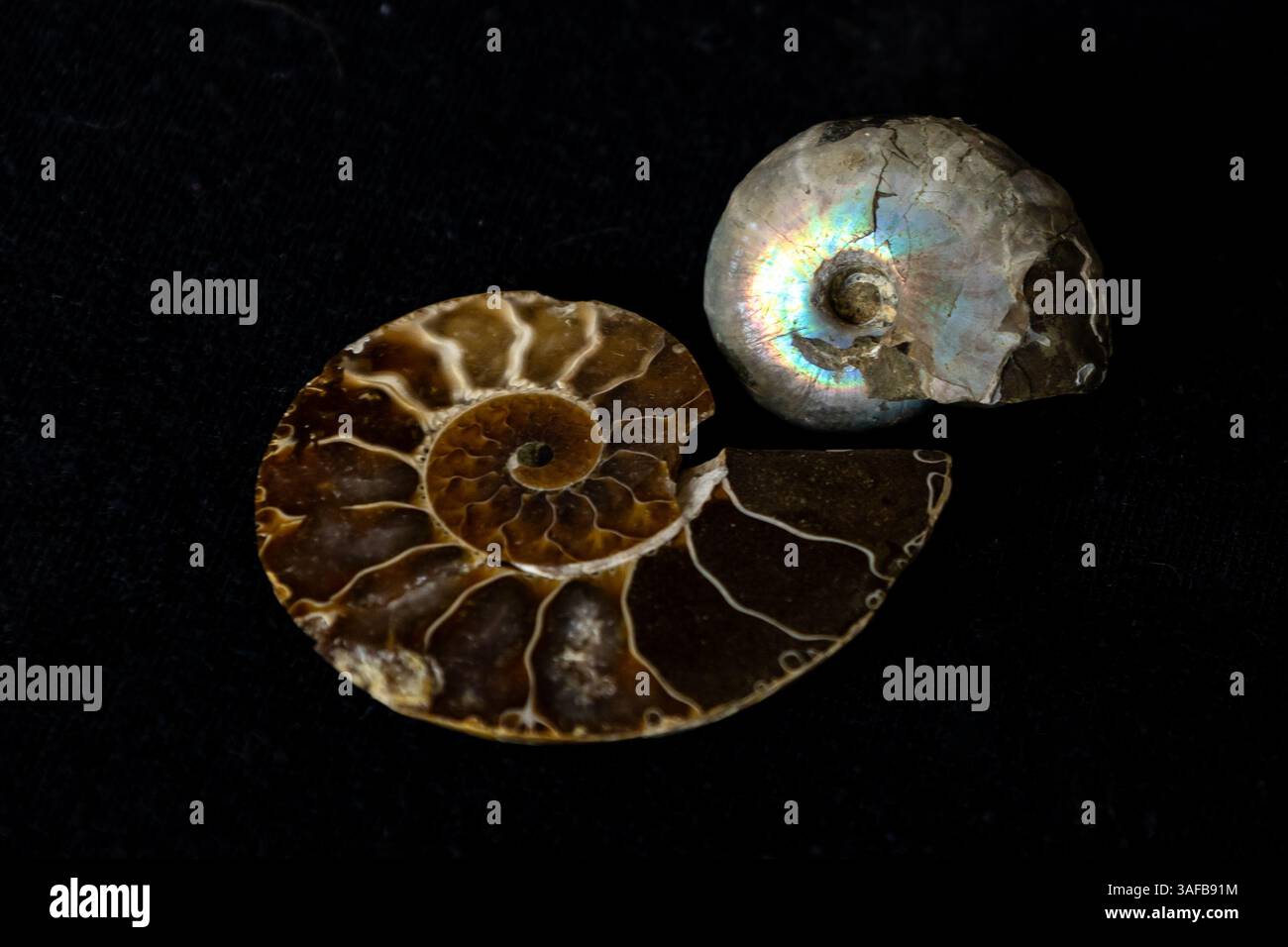 Two different ammonite fossils, one cut through to show the spiral ...