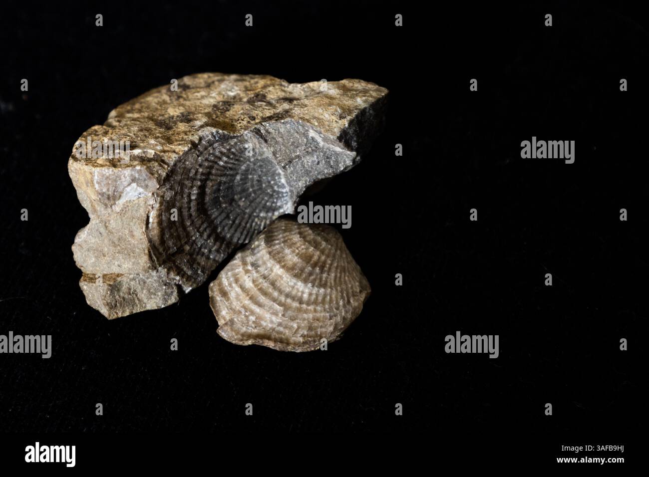 Cast and mold fossils hi-res stock photography and images - Alamy