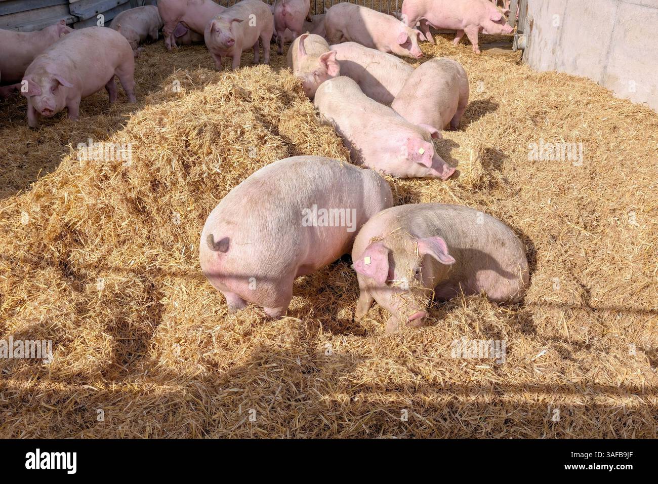 Pigsty with free-range housing and plenty of freedom of movement Stock ...