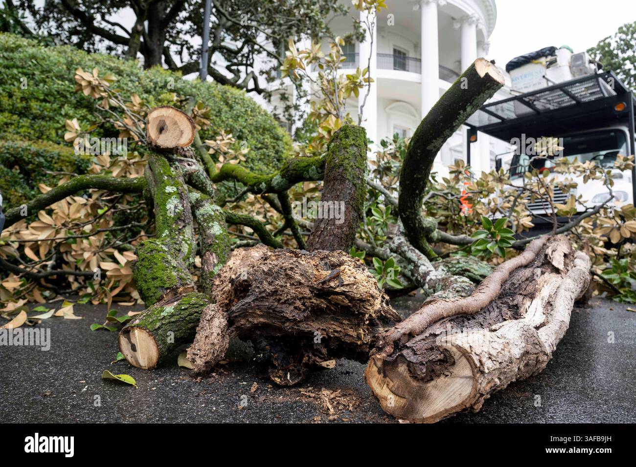 Workers remove a magnolia tree believed to have been planted by former President Andrew Jackson ...