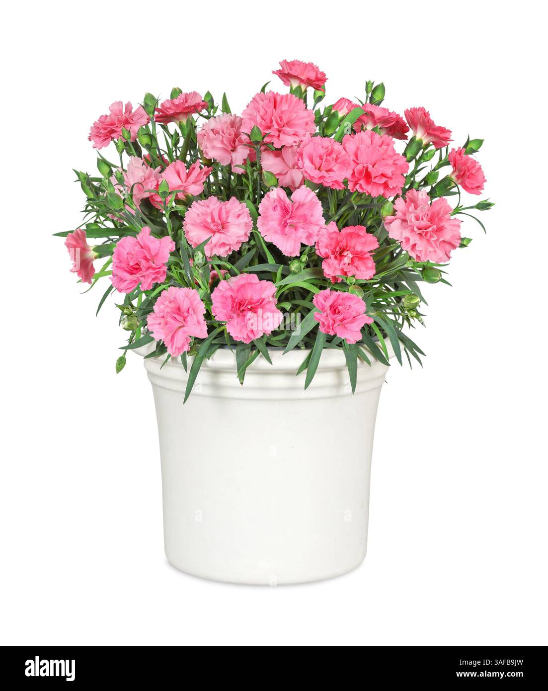 Pink carnation flower in pot hi-res stock photography and images - Alamy