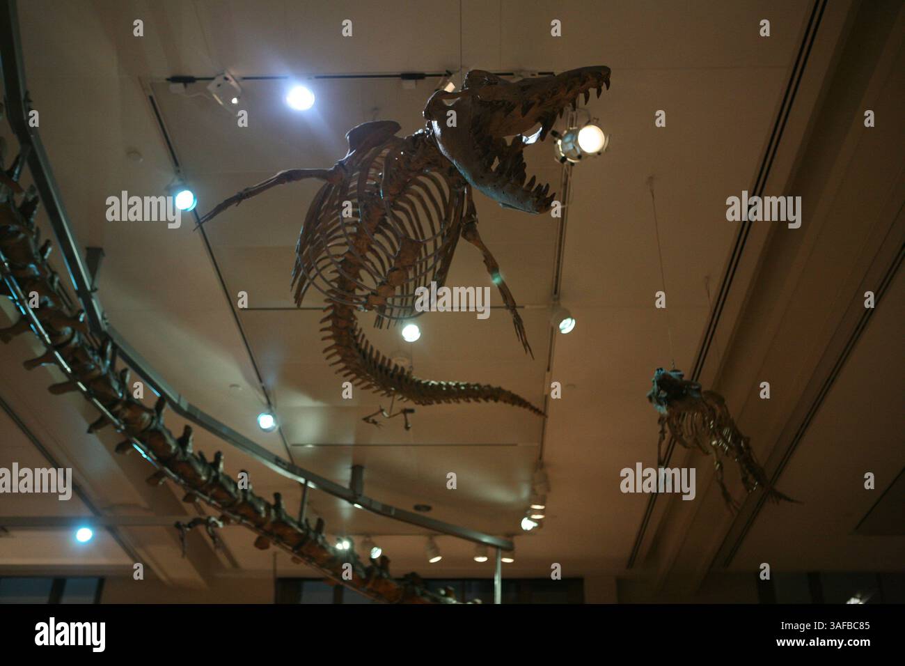 Ancient whale skeletons hang from the ceiling in the Ocean Hall exhibit ...