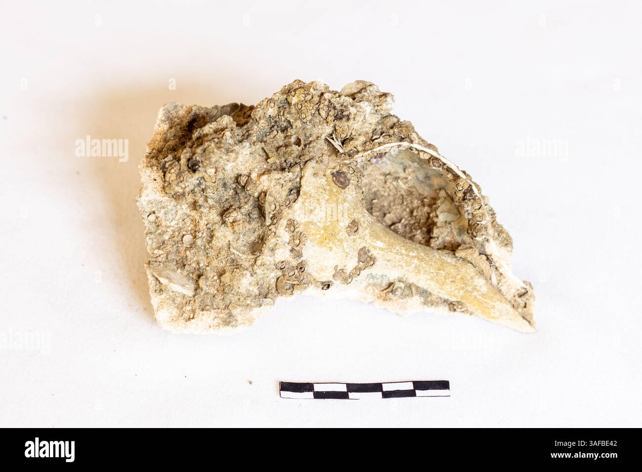A large Conical seashell cemented in Coquina against a white background ...