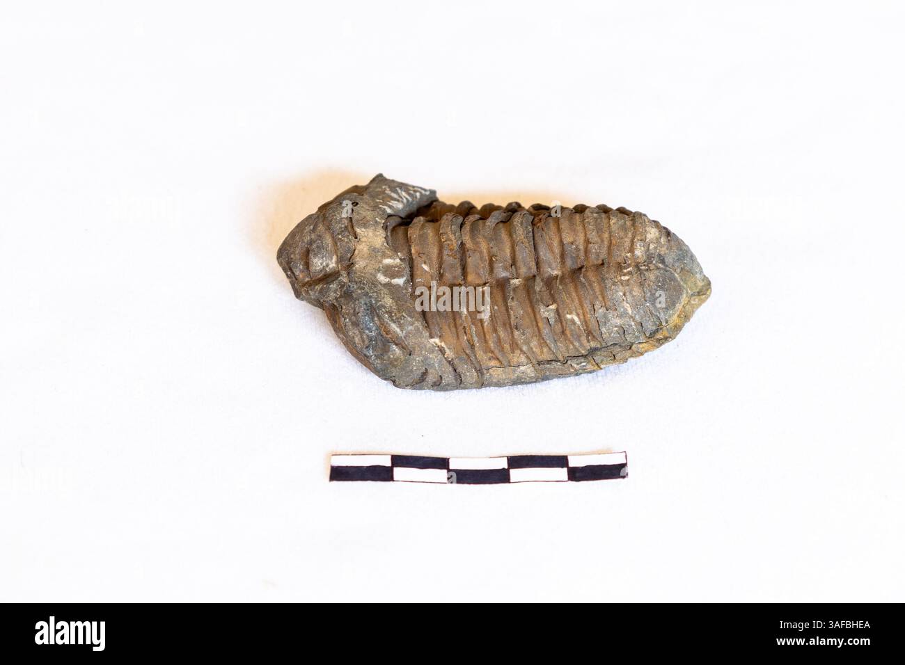 Trilobite Fossil against a white background, with a 5cm scale Stock ...