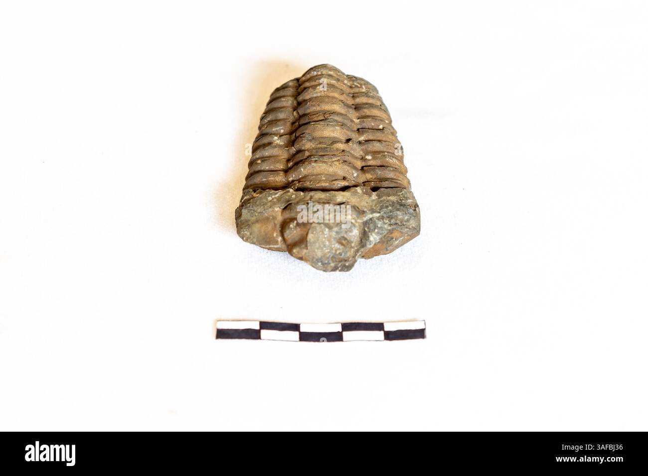 Trilobite Fossil against a white background, with a 5cm scale Stock ...