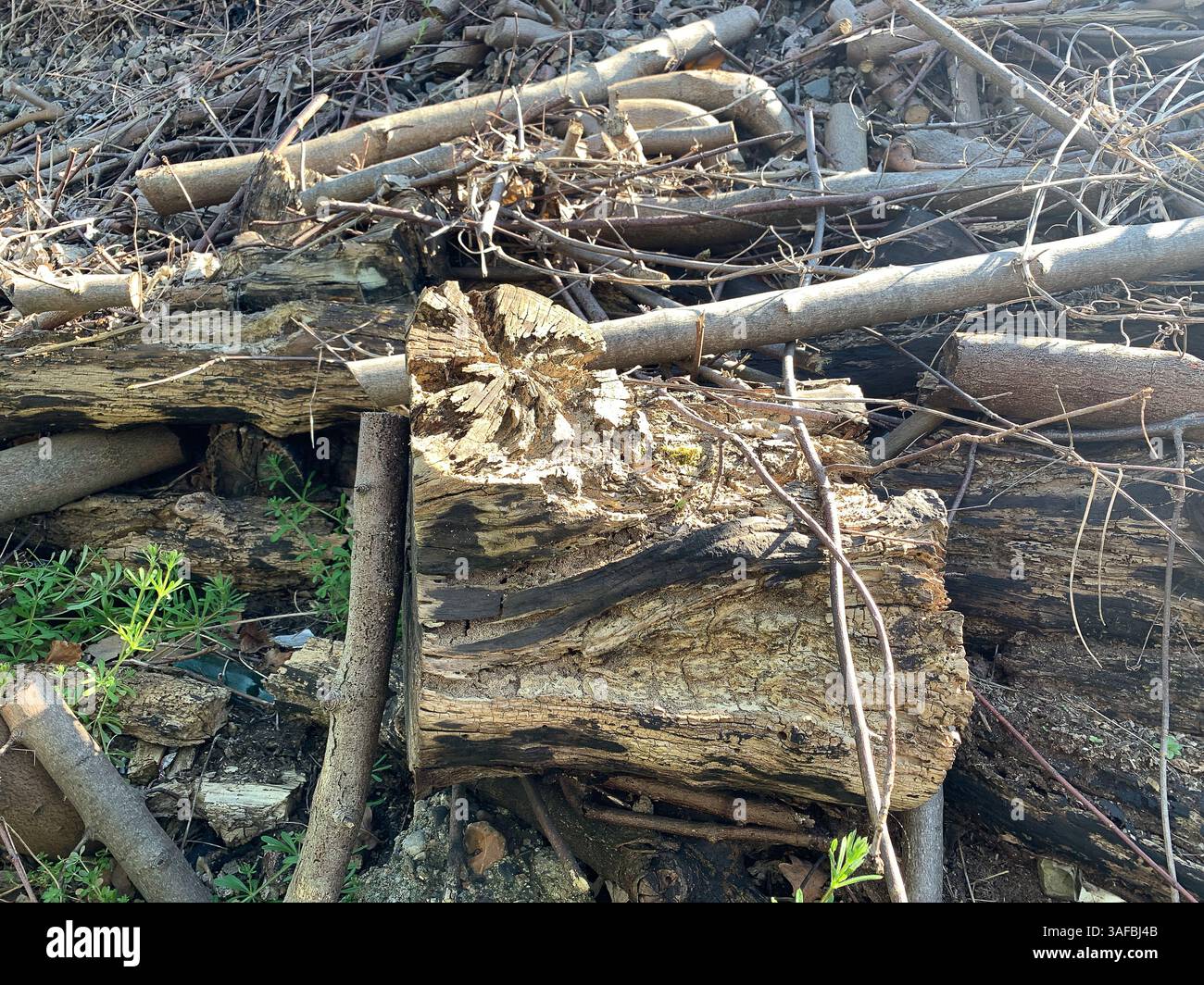 Slough, UK. 2nd April, 2025. Trees felled next to the railway line used ...