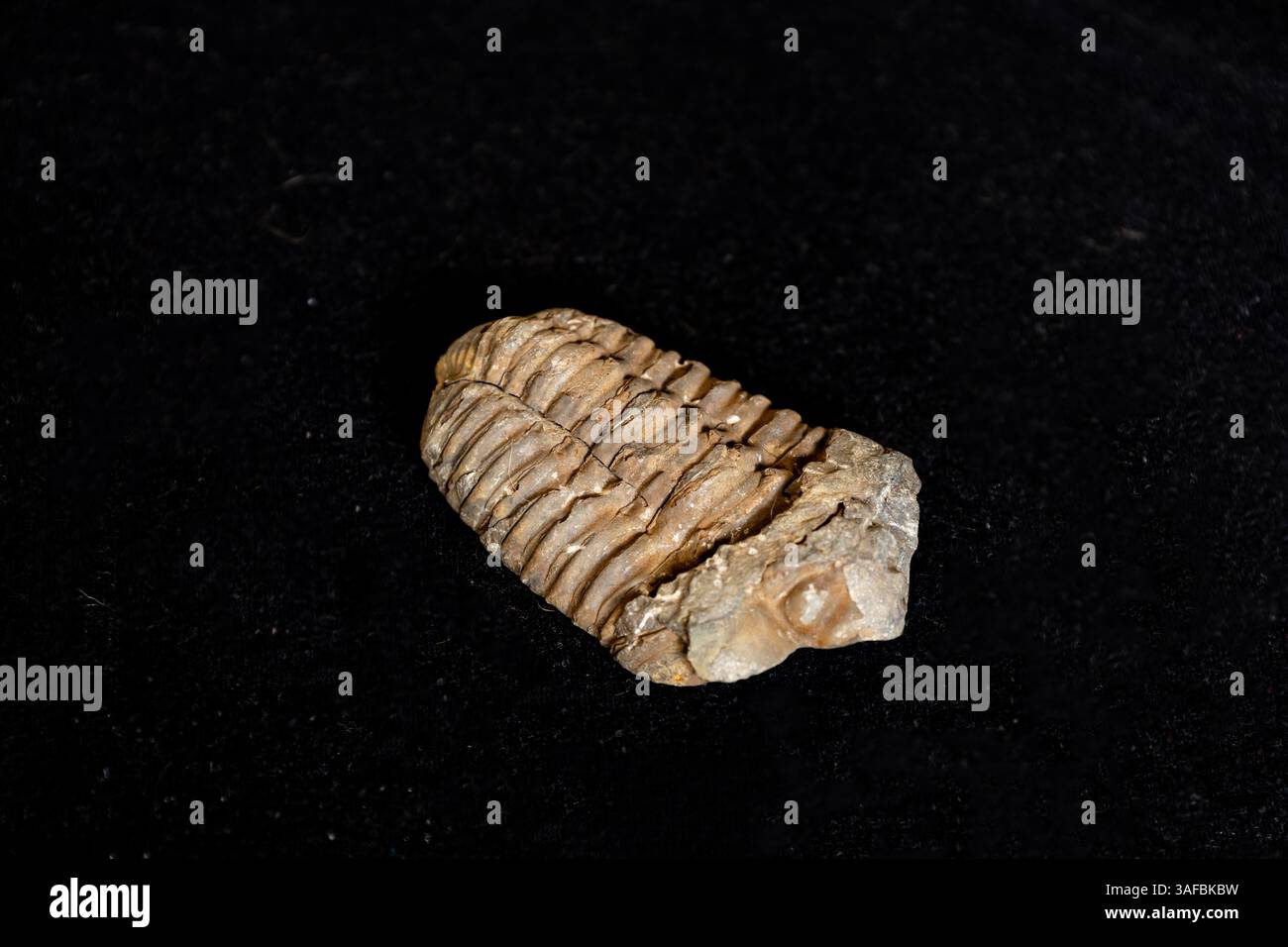 Trilobite Fossil against a black background Stock Photo - Alamy