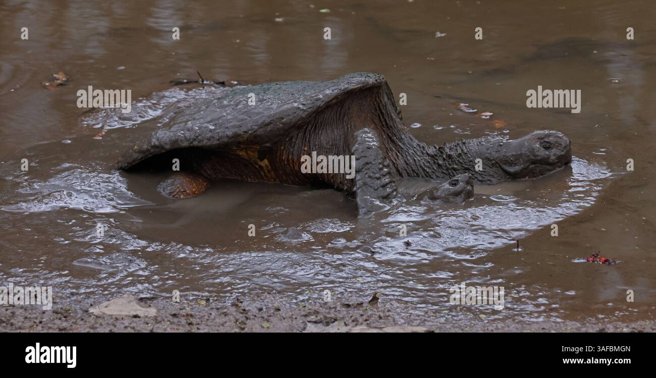 Snapping turtle mating hi-res stock photography and images - Alamy