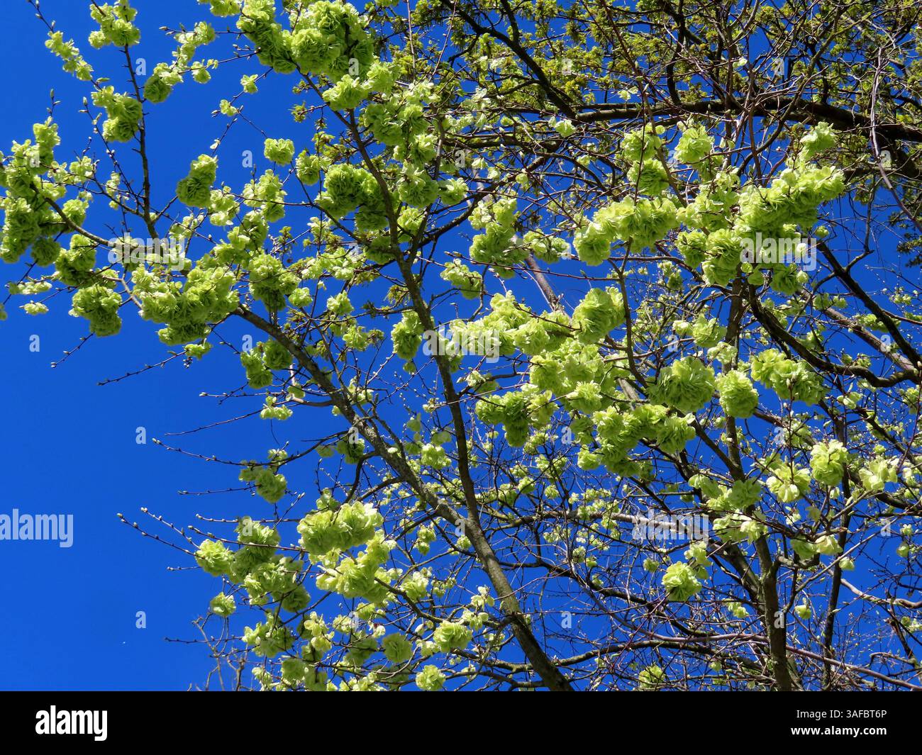 ...immer wieder ein besonderer Anblick - die Bluetenstaende der ...