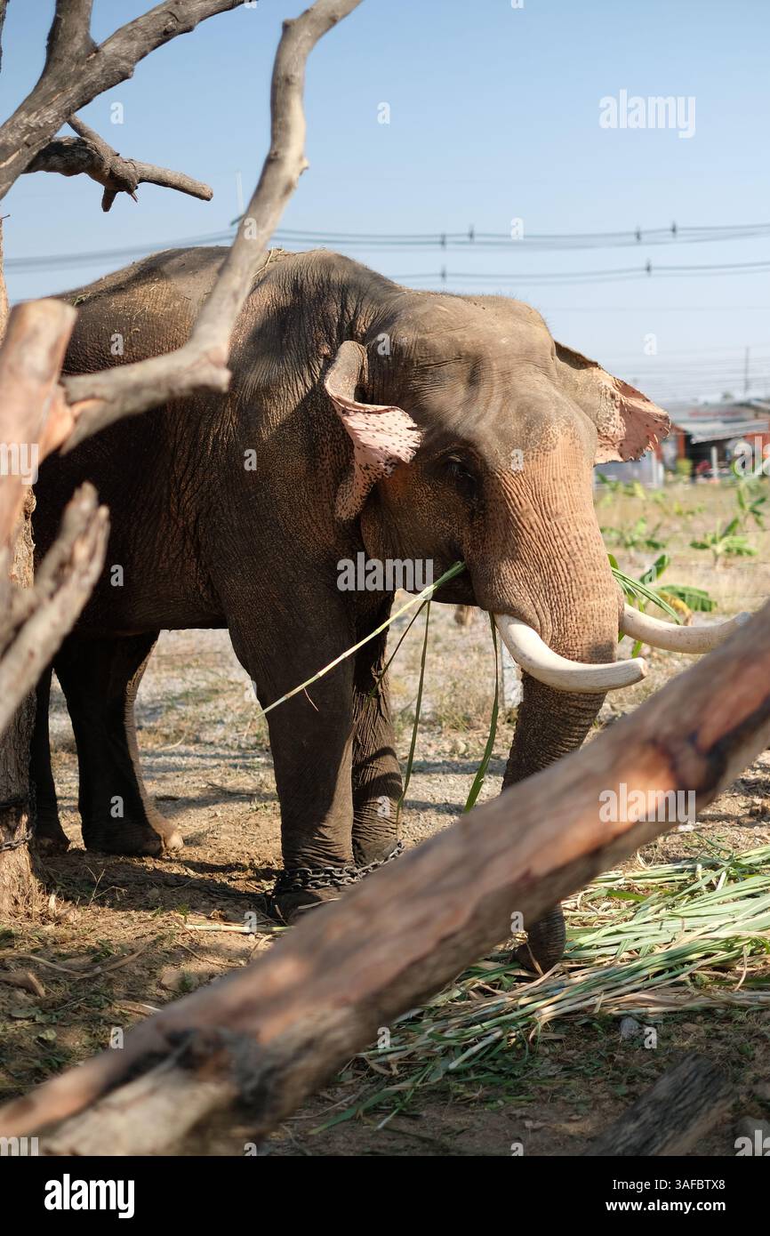 Elephant of LUCK Stock Photo - Alamy