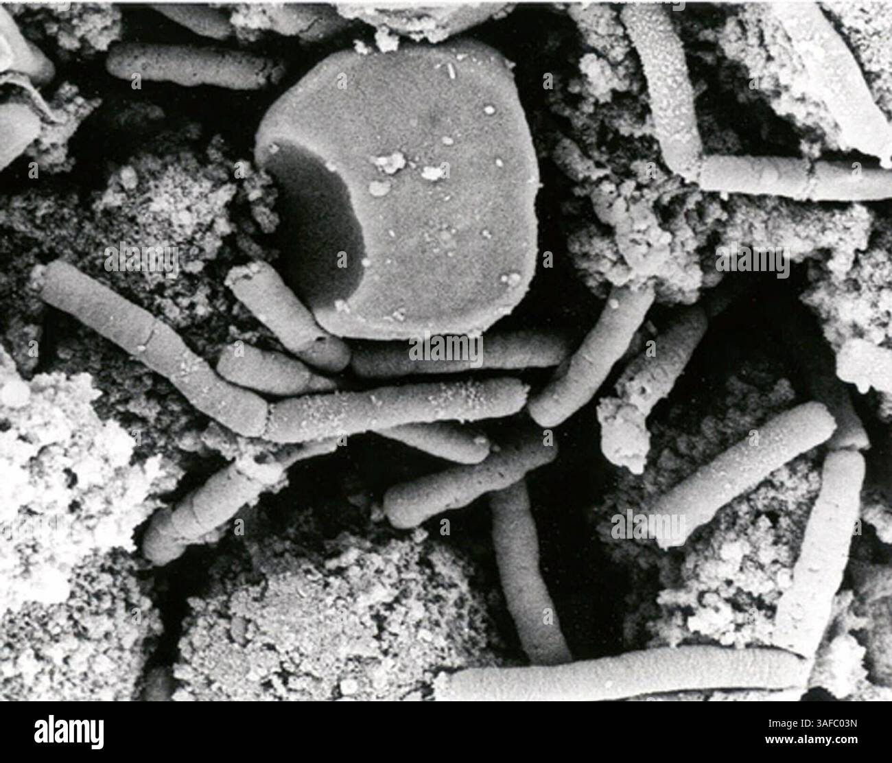 Oct 09, 2001; Boca Raton, Florida, USA; FILE PHOTO: Undated. Bacillus ...