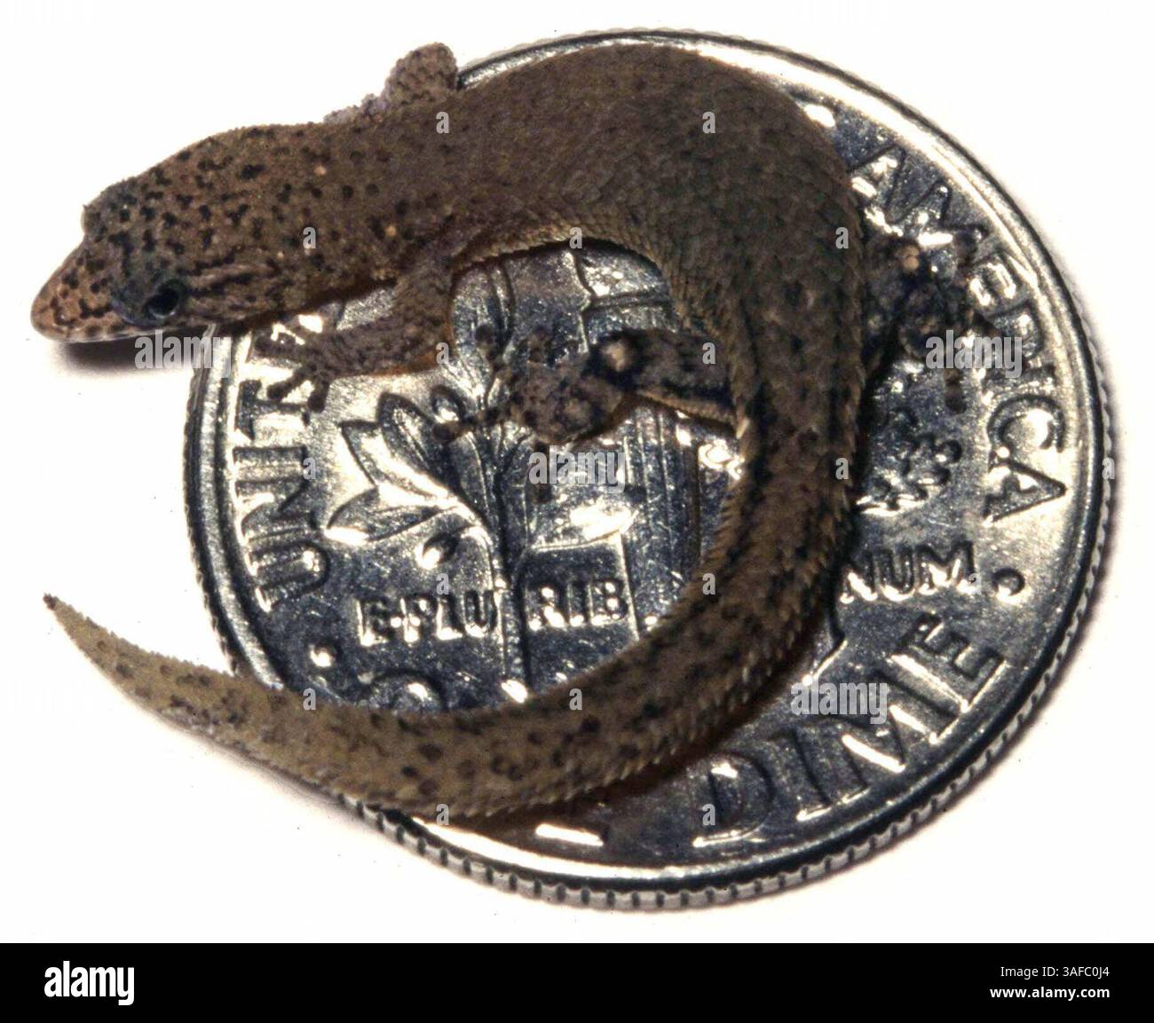 Lizard dominican republic Cut Out Stock Images & Pictures - Alamy