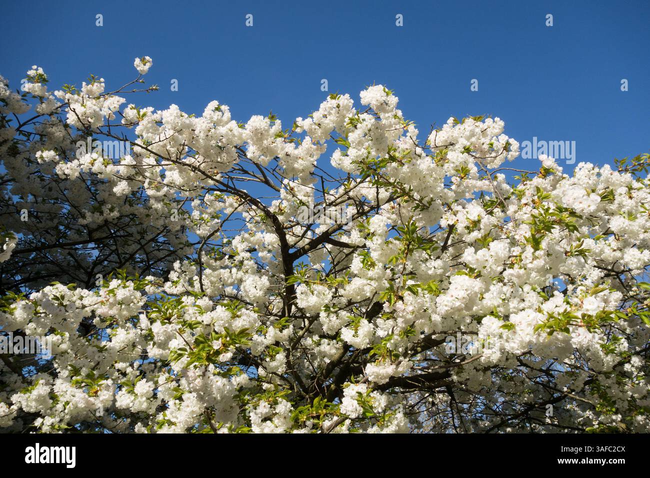 A blossoming white Sakura cherry blossom tree in London, England, UK ...