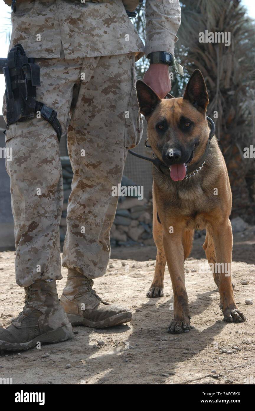 Mar 12, 2005; Ar Ramadi, Iraq; While on the job, REX, a three-year-old ...