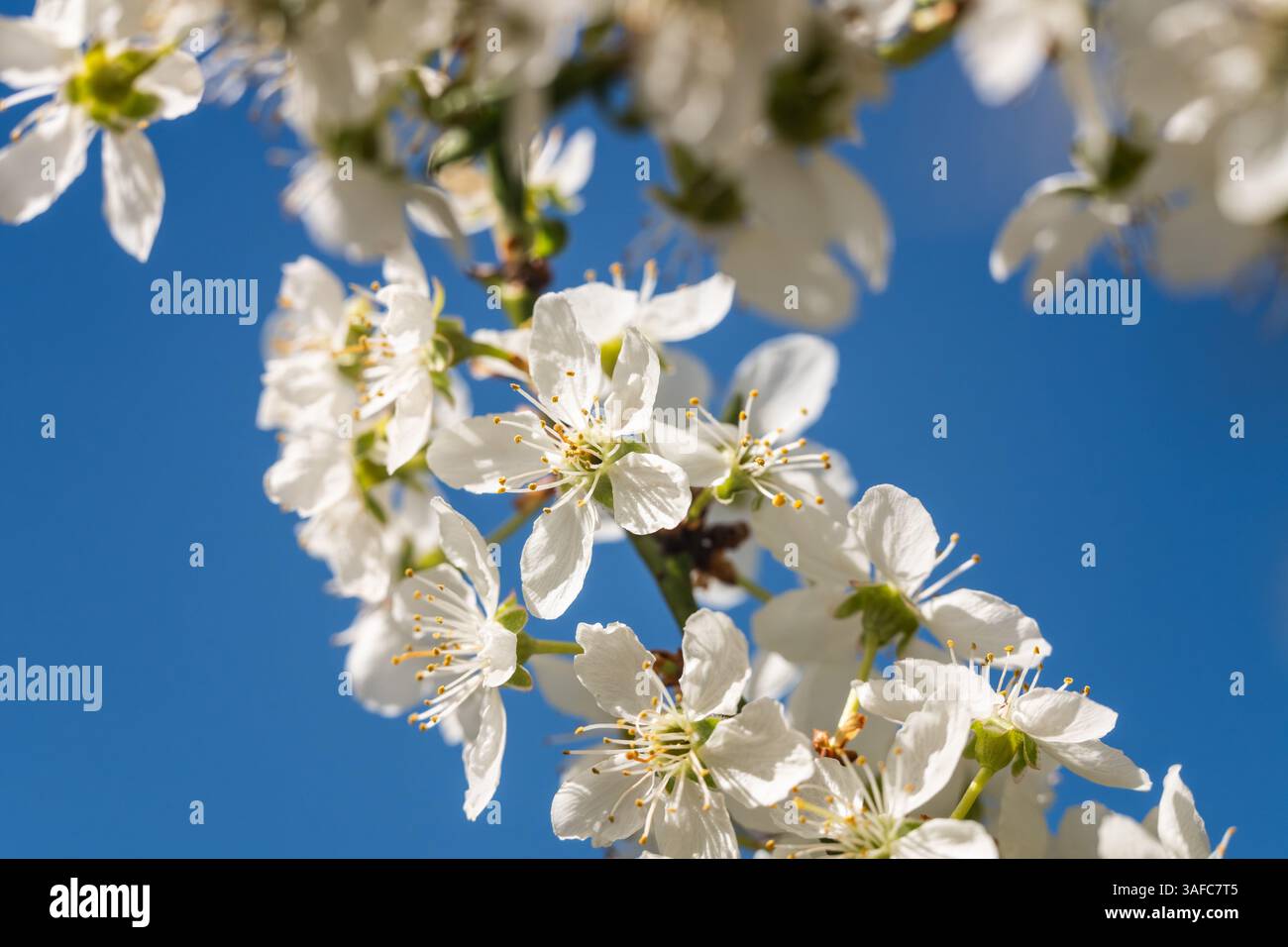 Rottweil, Germany. 07th Apr, 2025. Flowers can be seen on bushes in the ...