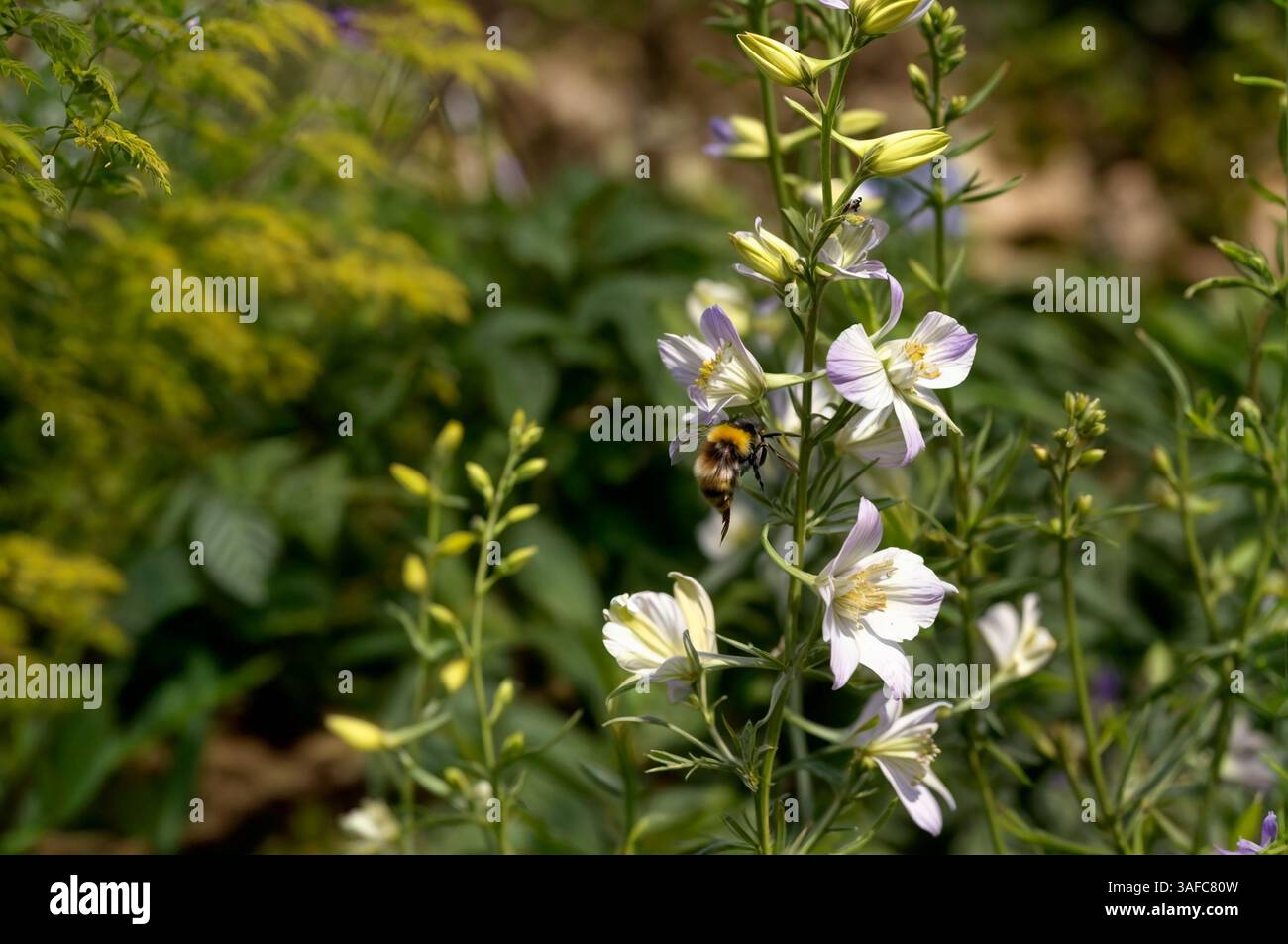 bee pollinating flowers Stock Photo - Alamy