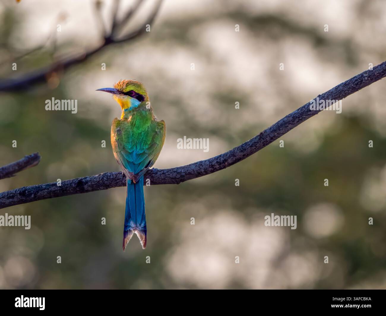 Swallowtail Bee-eater (Merops hirundineus) sitting on a branch in the ...